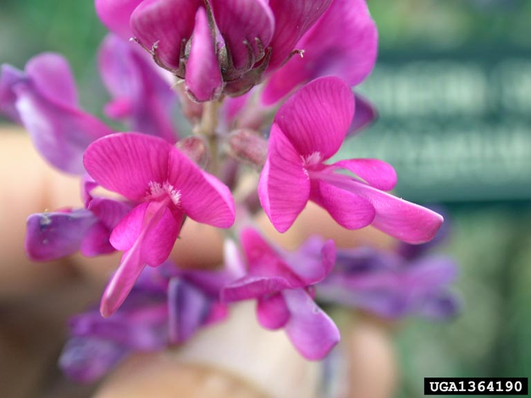 boreal sweetvetch (Hedysarum boreale Nutt.)