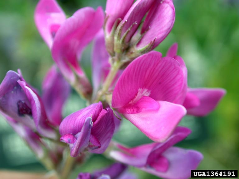 boreal sweetvetch (Hedysarum boreale Nutt.)