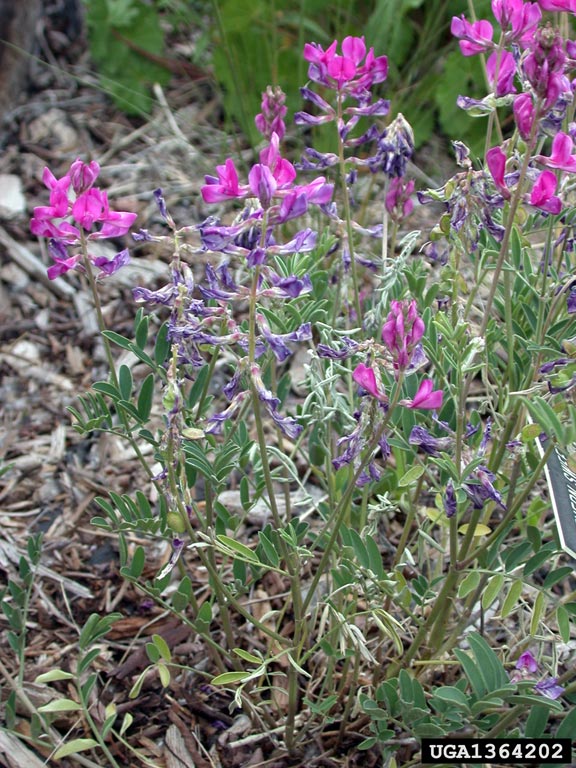 boreal sweetvetch (Hedysarum boreale Nutt.)