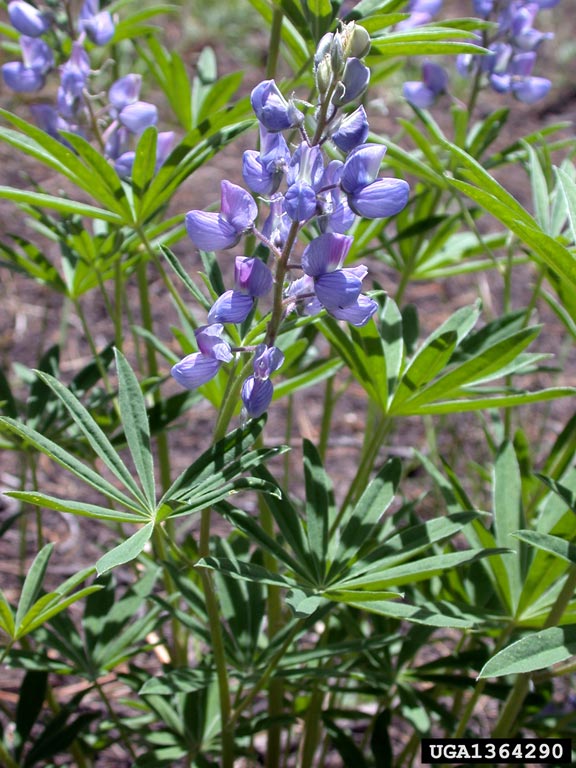 bigleaf lupine (Lupinus polyphyllus)