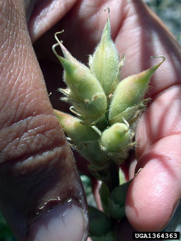 white locoweed (Oxytropis sericea Nutt.)