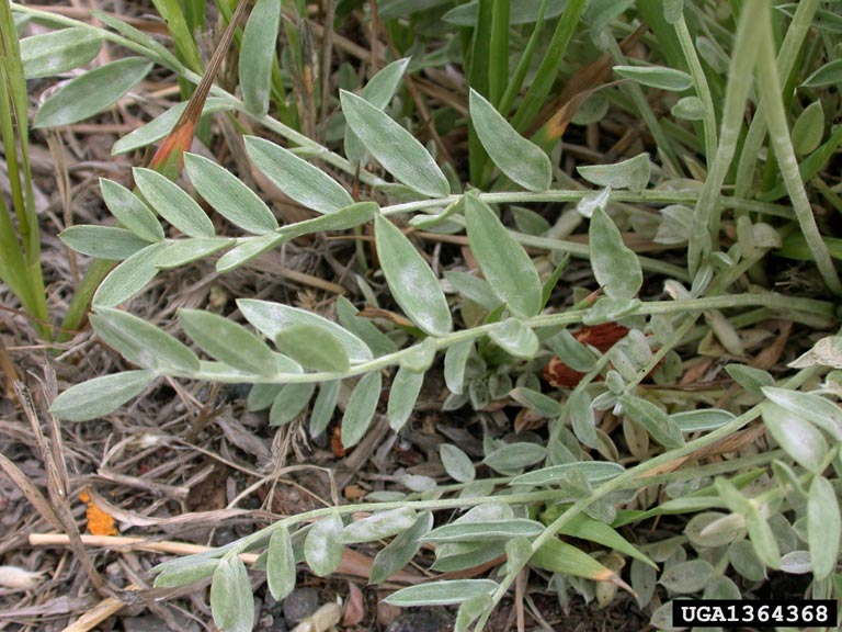 white locoweed (Oxytropis sericea Nutt.)
