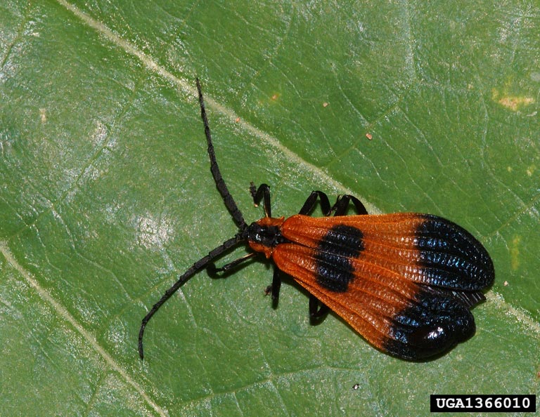 banded net-winged beetle (Calopteron reticulatum (Fabricius, 1775))