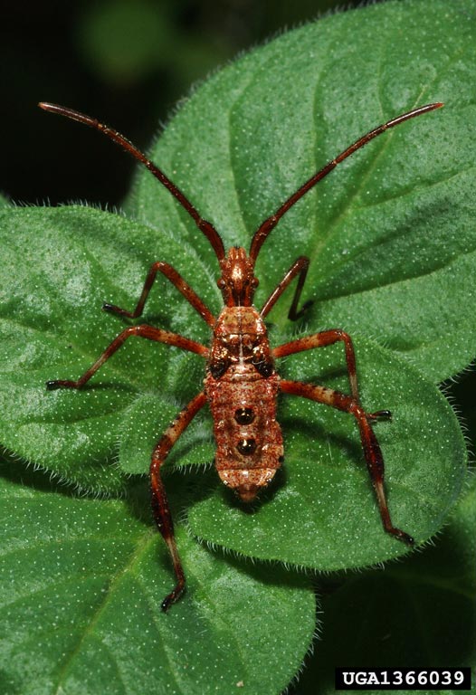 leaf-footed bugs (Family Coreidae Leach, 1815)
