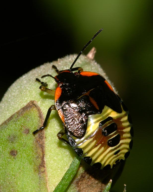 green stink bug (Chinavia hilaris ( Say, 1831))