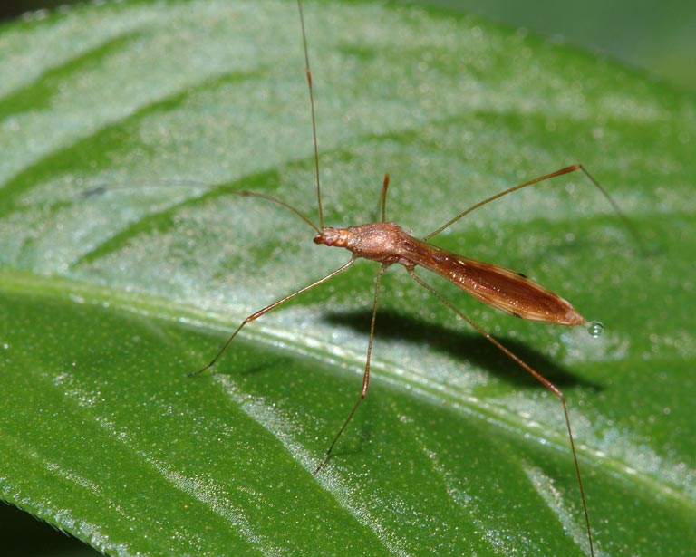 stilt bugs (Genus Jalysus Stal 1862)