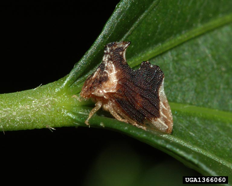 treehoppers (Family Membracidae Rafinesque, 1815)