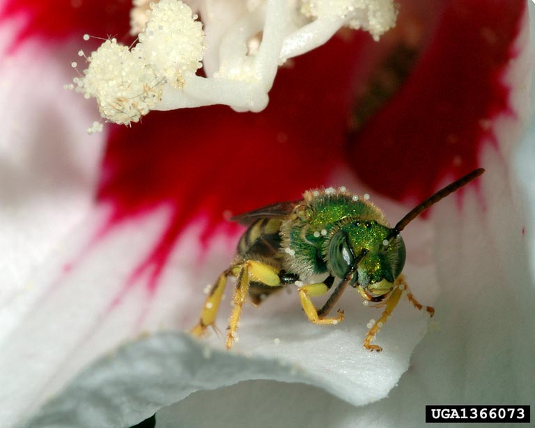 sweat bee (Agapostemon virescens (Fabricius))