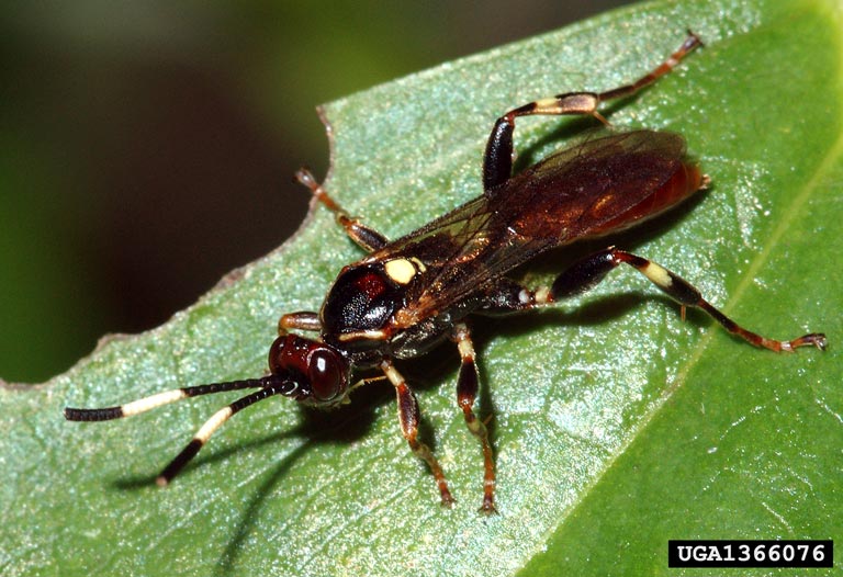 Ichneumonid wasps (Family Ichneumonidae)