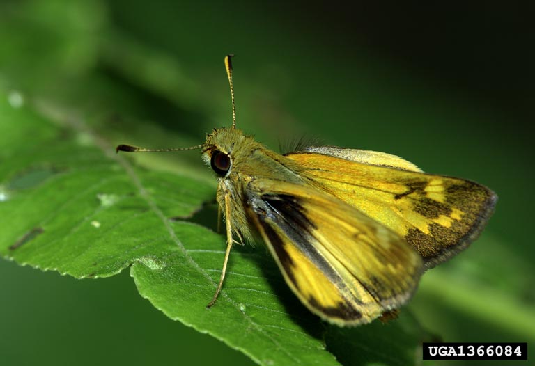 least skipper (Ancyloxypha numitor (Fabricius))