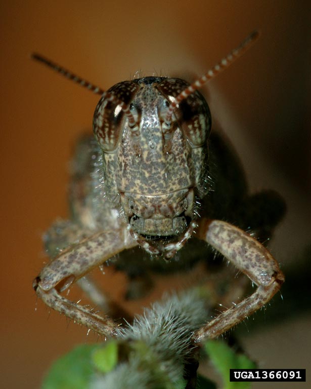 grasshoppers (Order Orthoptera)