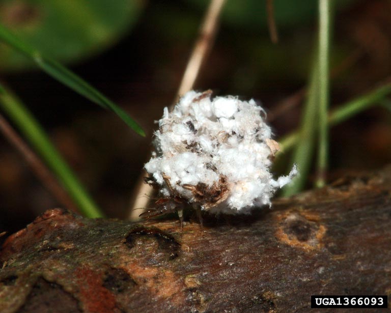 lacewings (family Chrysopidae) (Family Chrysopidae)