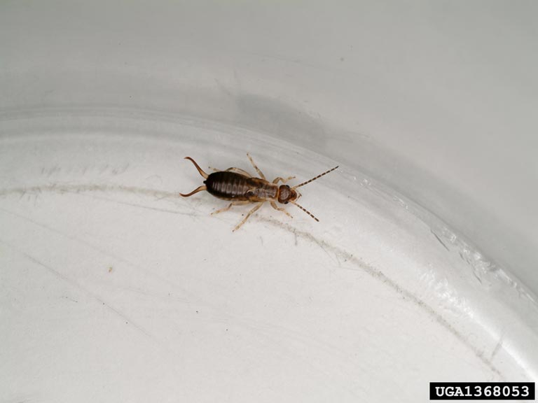 striped earwig (Labidura riparia)