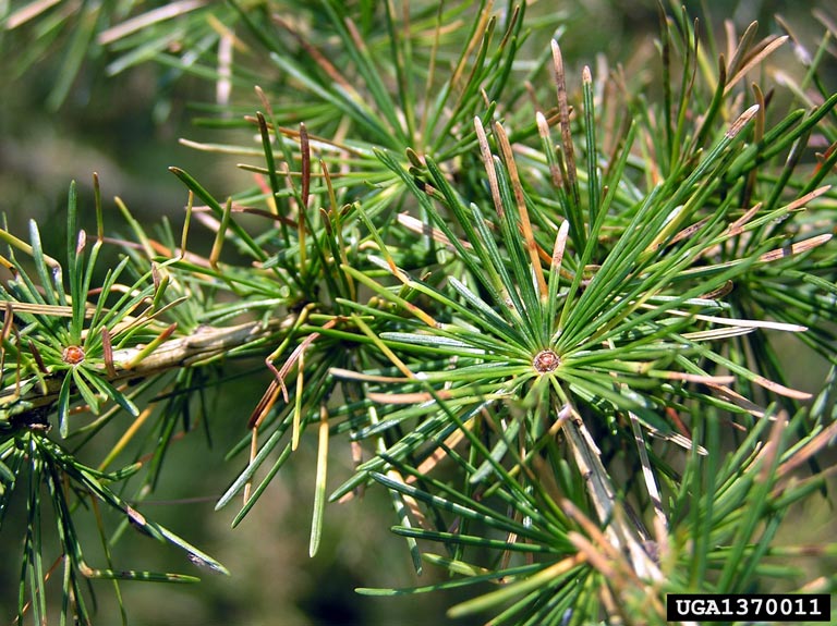 adelgid (Adelges viridis (Ratzeburg, 1843))