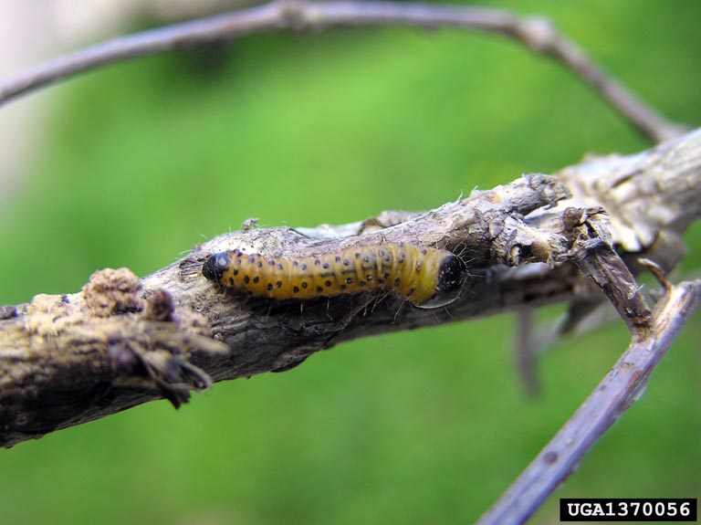 leopard moth (Zeuzera pyrina (Linnæus, 1761))