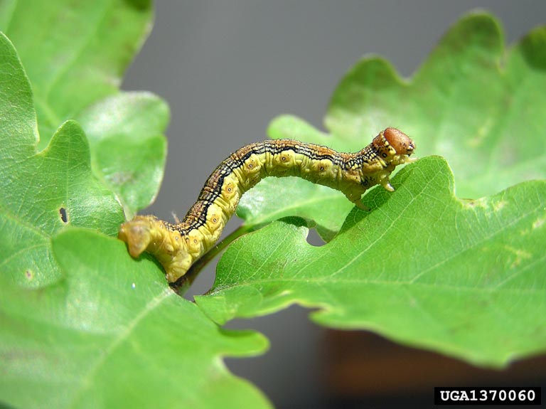 mottled umber moth (Erannis defoliaria)