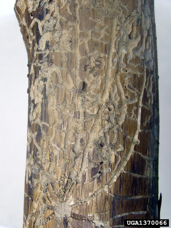 engraver beetle (Ips acuminatus ) on Scots pine (Pinus sylvestris ...