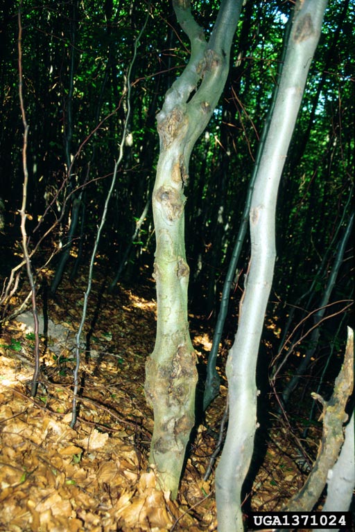beech bark disease (Neonectria coccinea (Pers.) Rossman & Samuels)