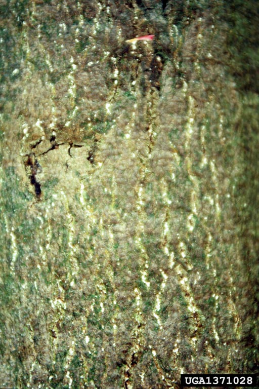 beech scale (Cryptococcus fagisuga)