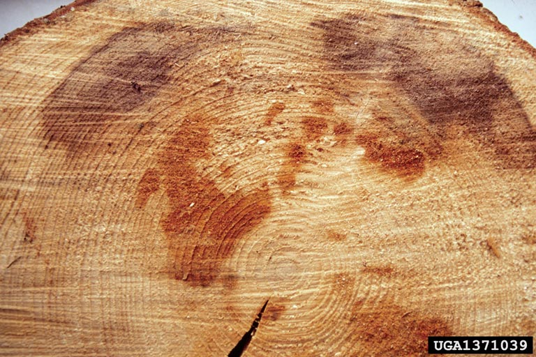 annosum root disease (Heterobasidion annosum (Fr) Bref.)