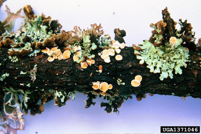European larch canker (Lachnellula willkommii (Hartig) Dennis)