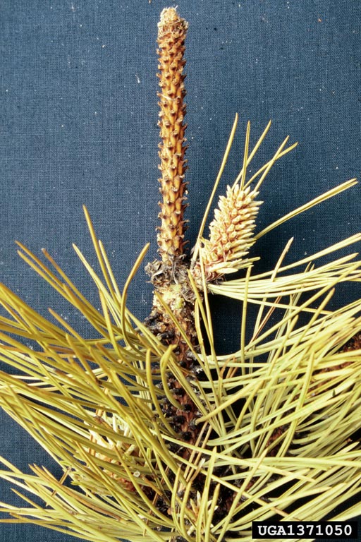 Diplodia blight (Sphaeropsis sapinea)