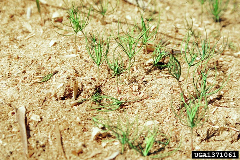 gray mold (Botrytis cinerea Pers.:Fr)