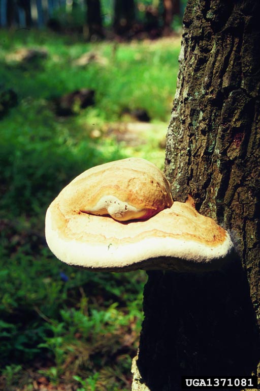 weeping conk (Inonotus dryadeus) (Inonotus dryadeus ) on oak (Quercus ...