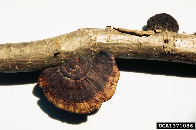 gilled polypore (Lenzites betulina)