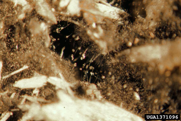 blue stain (Ophiostoma piceae (Munch) Syd. & P. Syd)