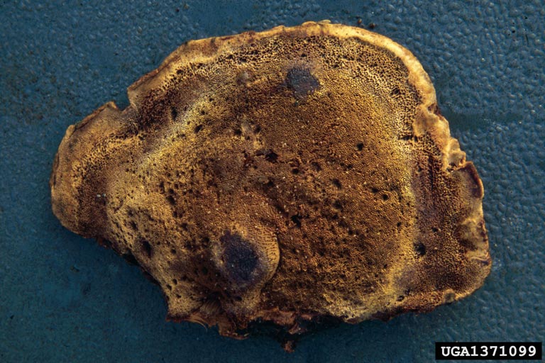 Inonotus canker (Inonotus nodulosus ) on European beech (Fagus ...