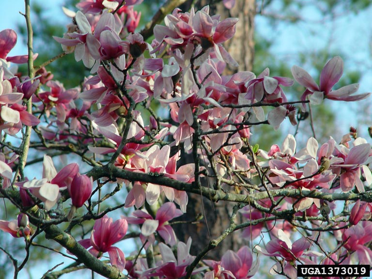 saucer magnolia (Magnolia x soulangeana Soul.-Bod.)