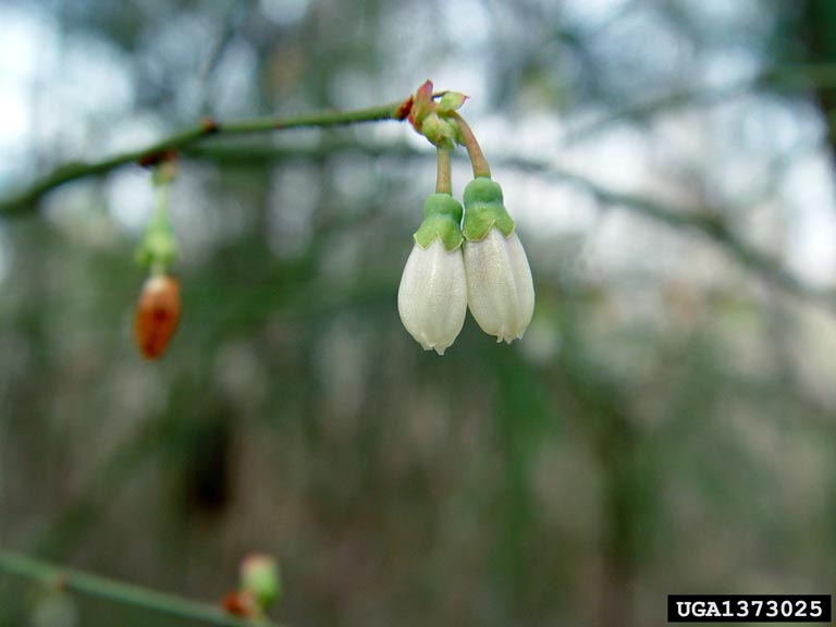 Elliott's blueberry (Vaccinium elliottii Chapman)