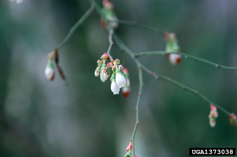 Elliott's blueberry (Vaccinium elliottii Chapman)