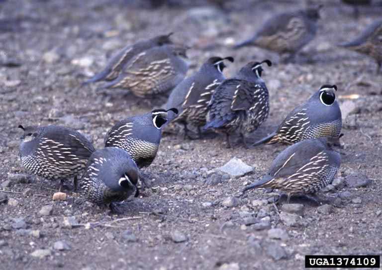 California quail (Callipepla californica (Shaw, 1798))