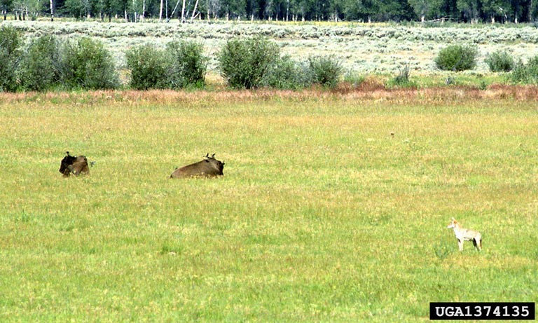 American bison (Bison bison)