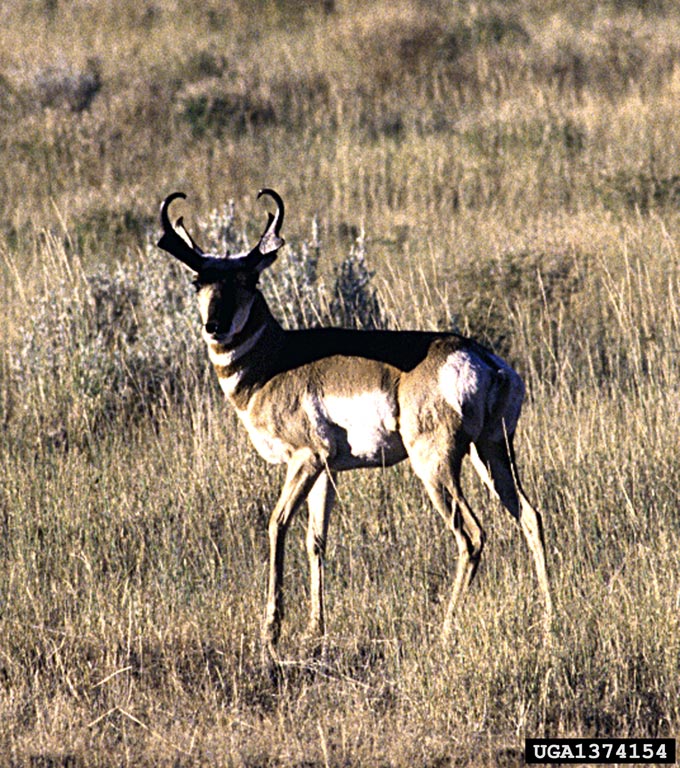 pronghorn antelope (Antilocapra americana (Ord, 1815))