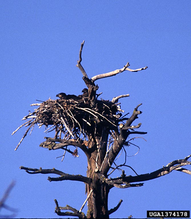 bald eagle (Haliaeetus leucocephalus (Linnaeus, 1766))