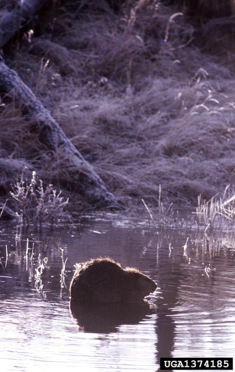 American beaver, Castor canadensis (Rodentia: Castoridae) - 1374185