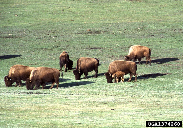 American bison (Bison bison Linnaeus)