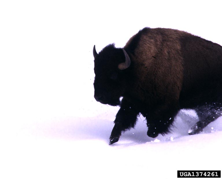 American bison (Bison bison Linnaeus)