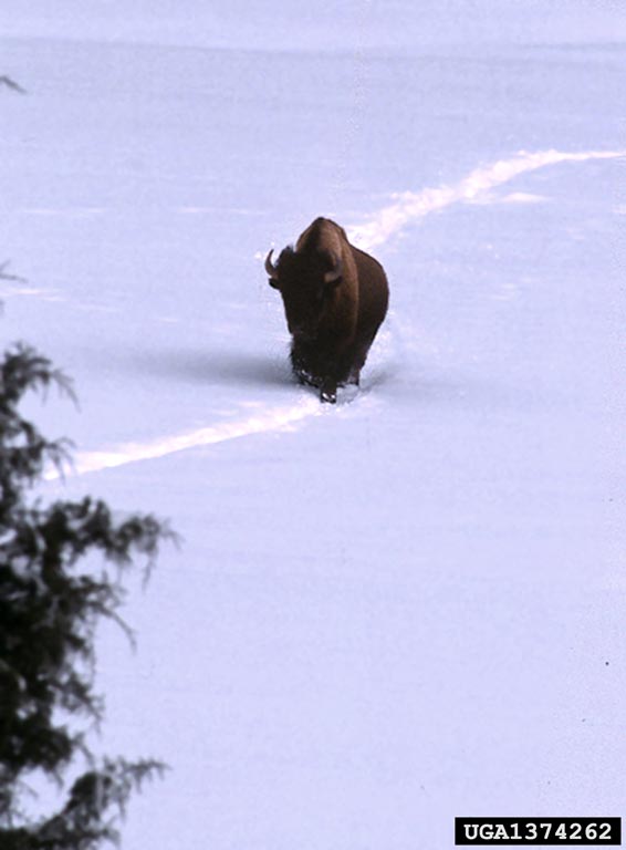 American bison (Bison bison Linnaeus)