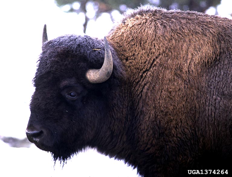 American bison (Bison bison Linnaeus)