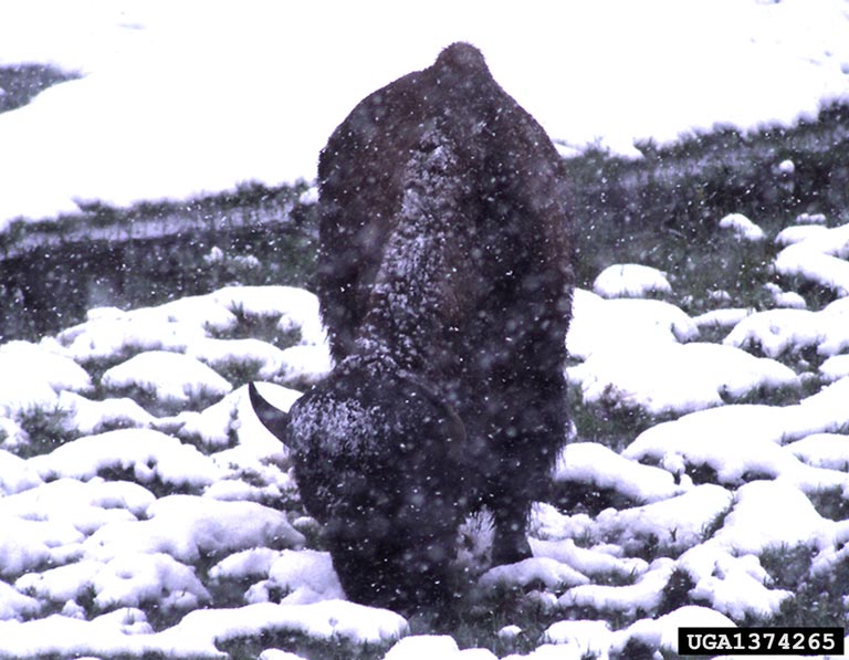 American bison (Bison bison Linnaeus)