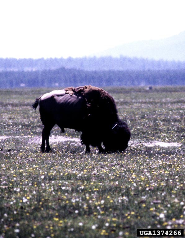 American bison (Bison bison Linnaeus)