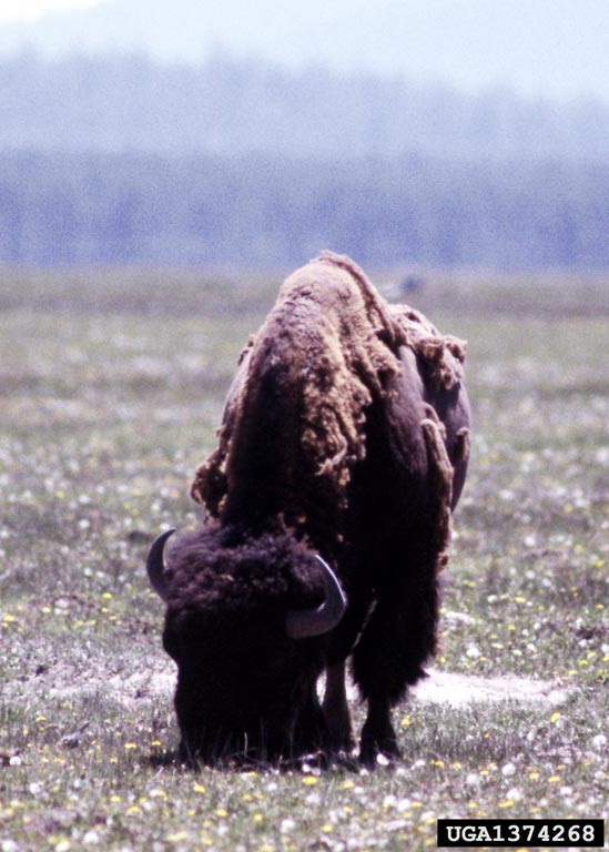 American bison (Bison bison), Bison bison (Artiodactyla: Bovidae) - 1374268