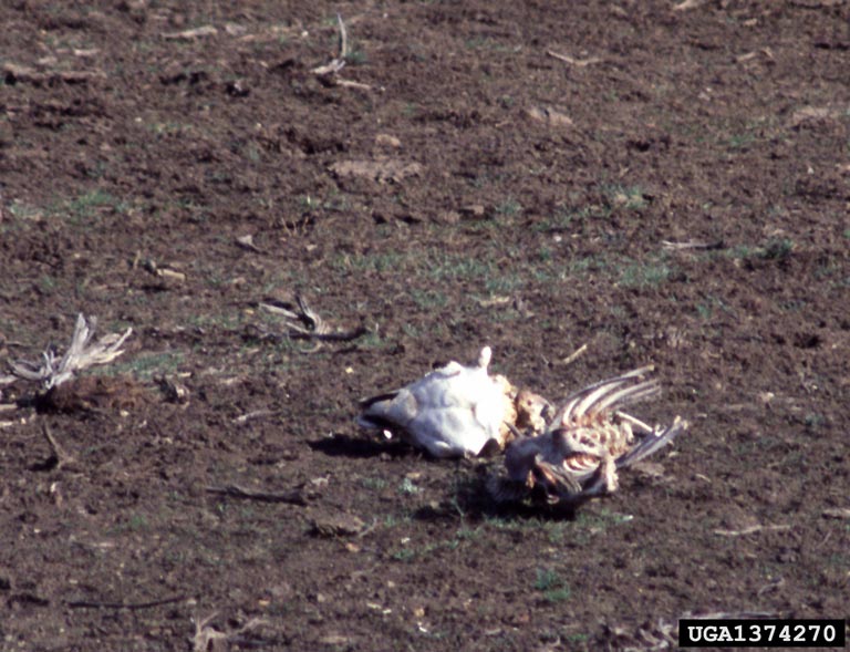 American bison (Bison bison)