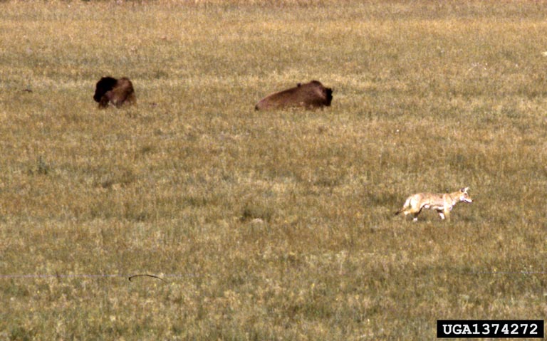 American bison (Bison bison)