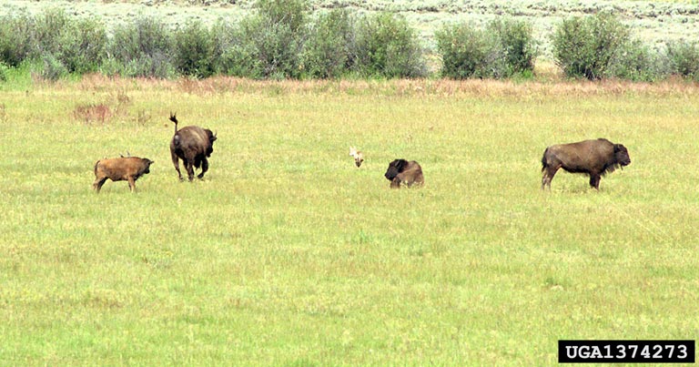 American bison (Bison bison Linnaeus)