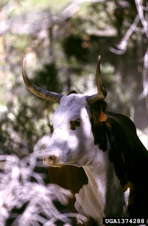 cattle (Genus Bos)